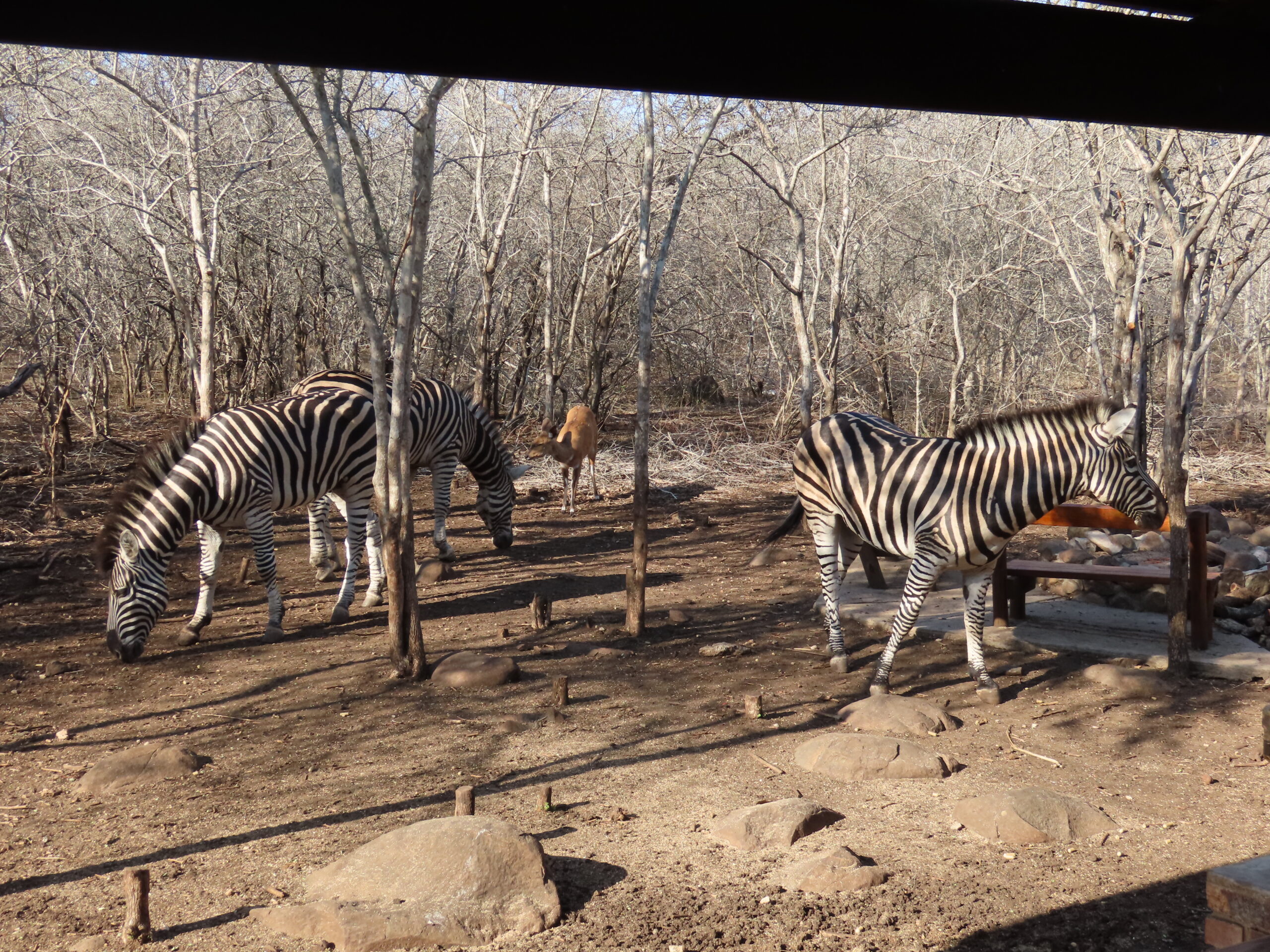 An evening on the Crocodile River....Visitors are back after voting day ...