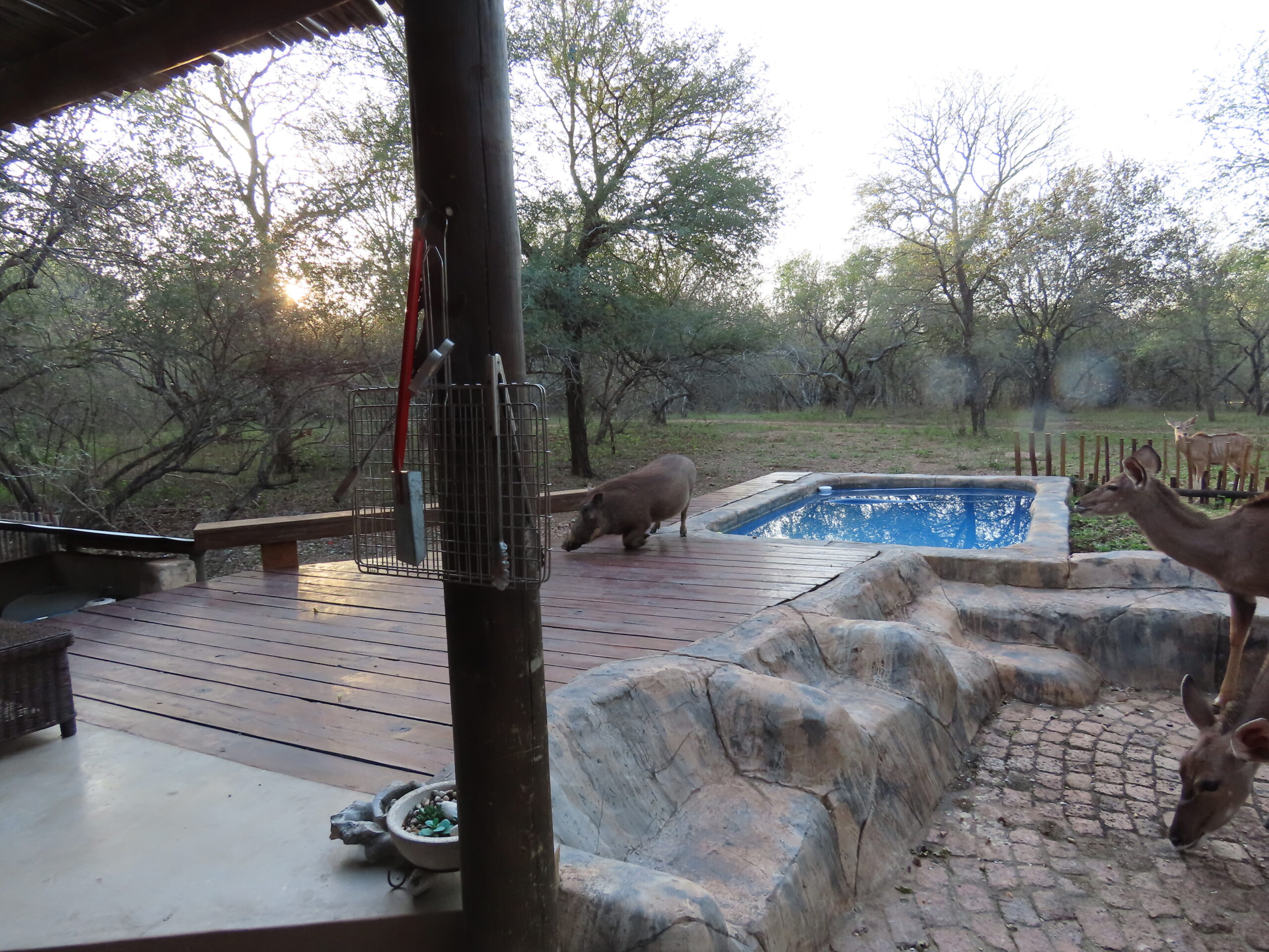 Oh, what a night!…The social life begins…Pig on the porch ...