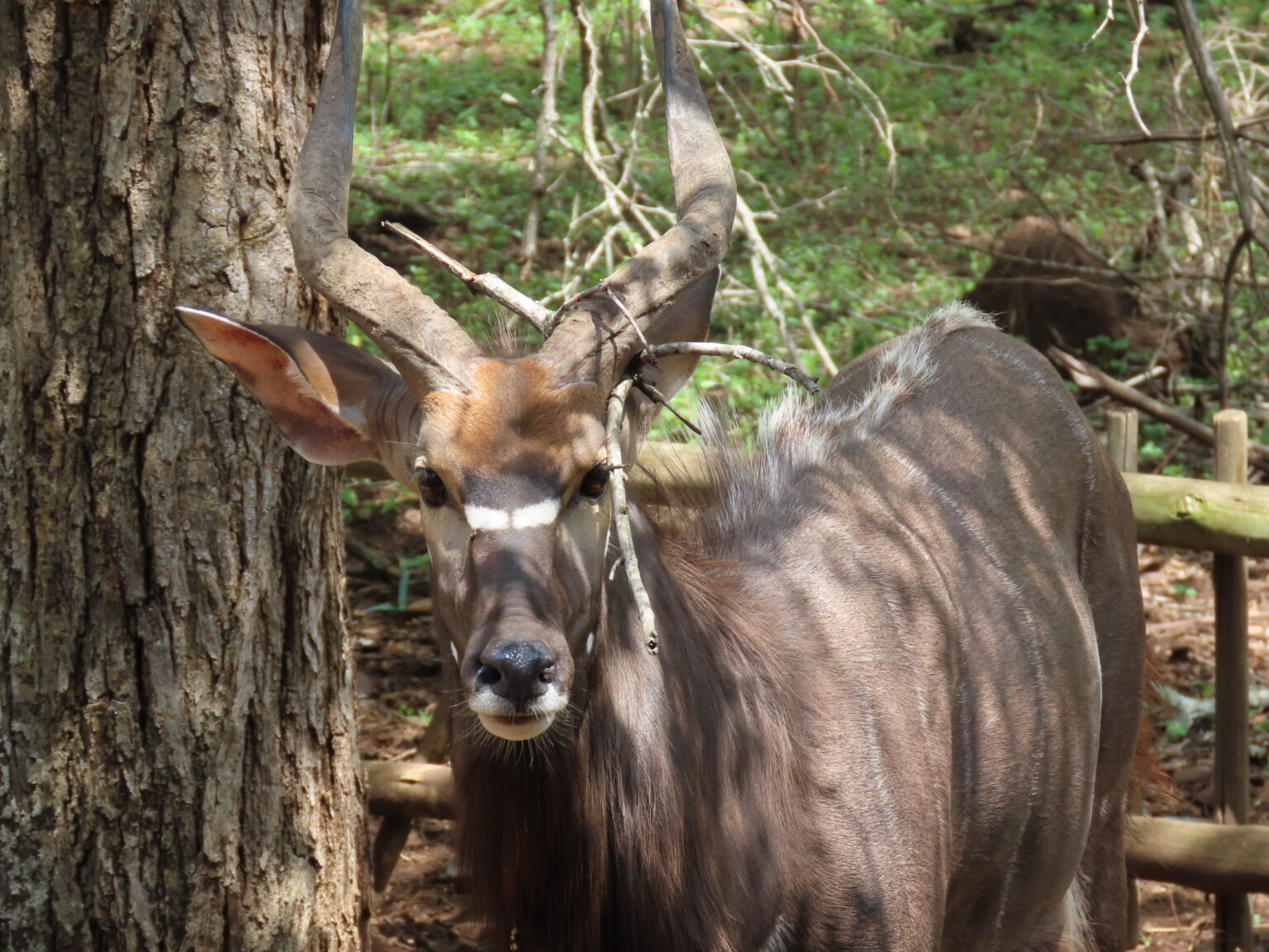 Finally, we shopped in Komati…This season’s hottest day yet!…99F, 37.2C ...