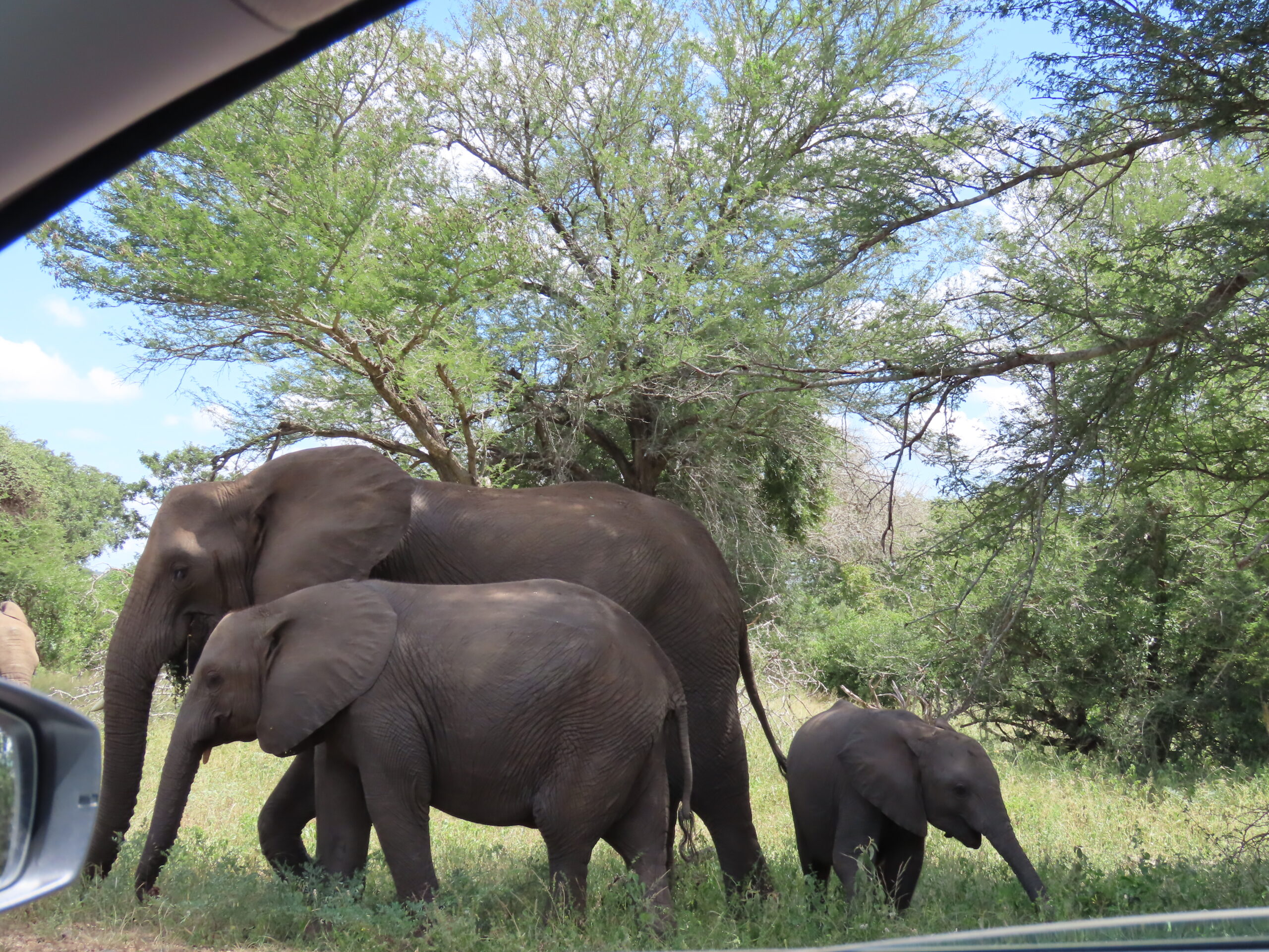 Part 3...Kruger National Park photos...Grocery and egg prices...What ...