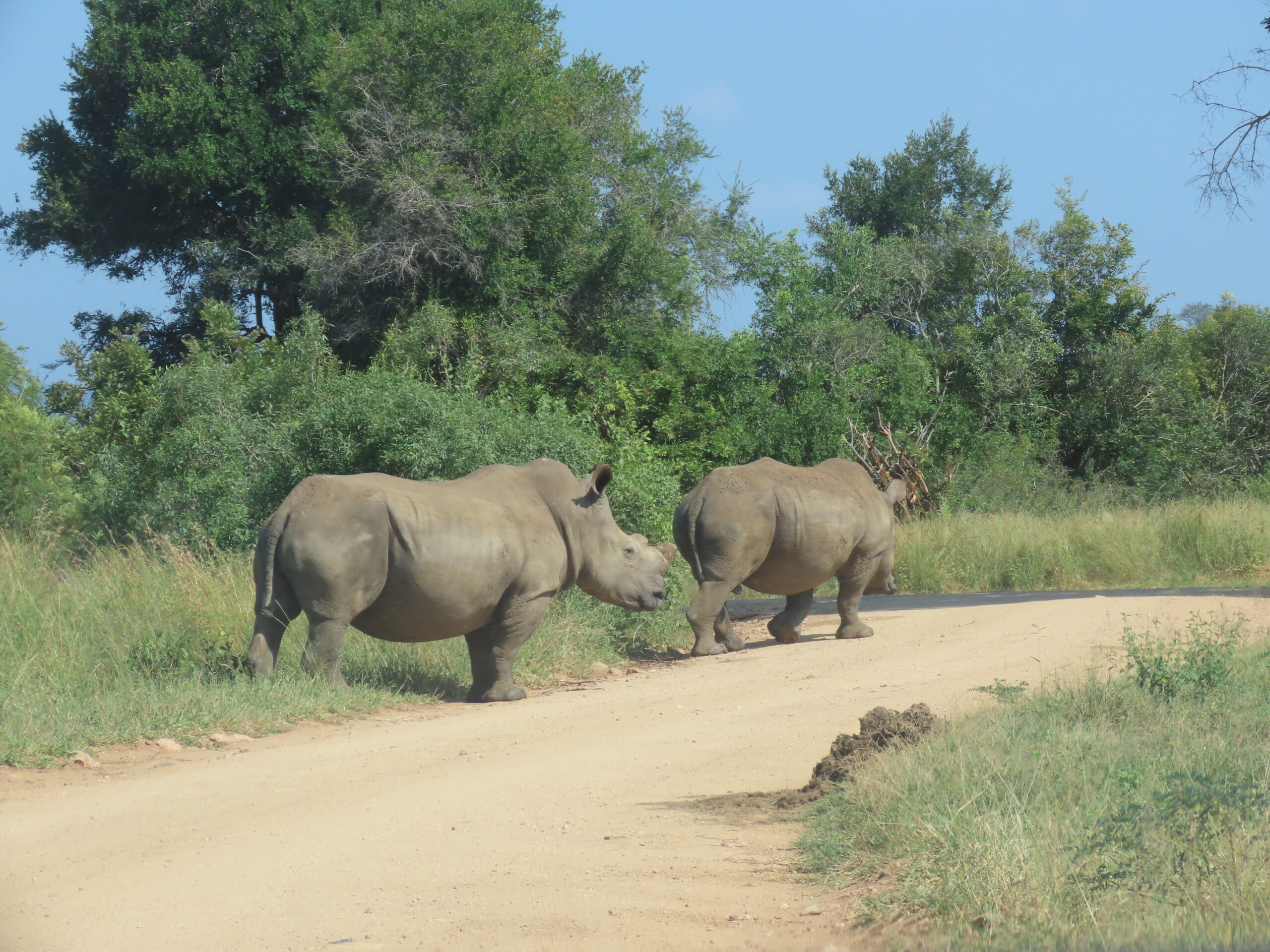 A fantastic video of rhinos…Interesting rhino behavior… - WorldWideWaftage